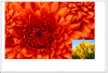 How to merge images or pictures into one in Word? - Gotkey.net